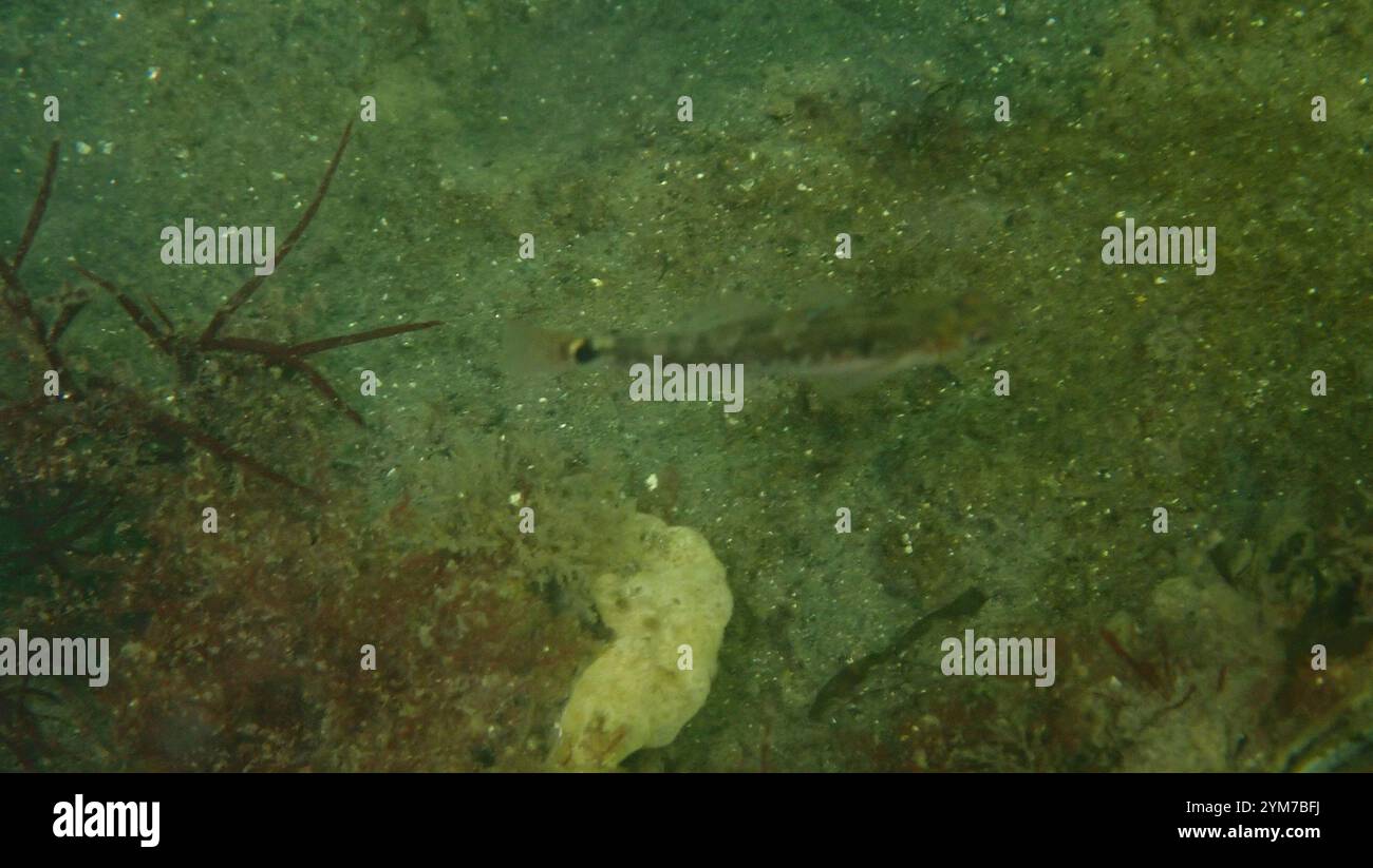 Two spotted goby hi-res stock photography and images - Alamy