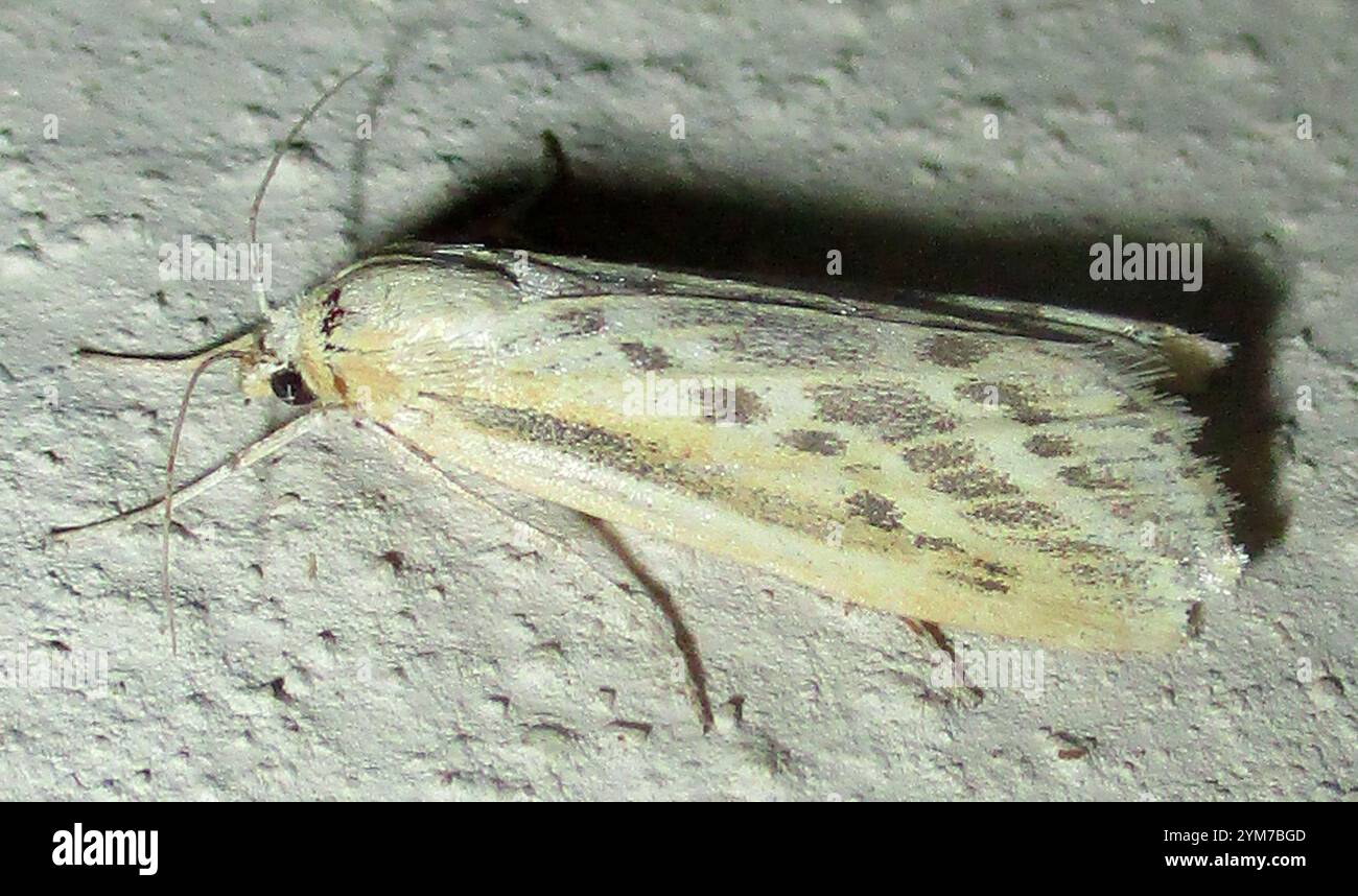 Crambid Snout Moths (Crambidae Stock Photo - Alamy