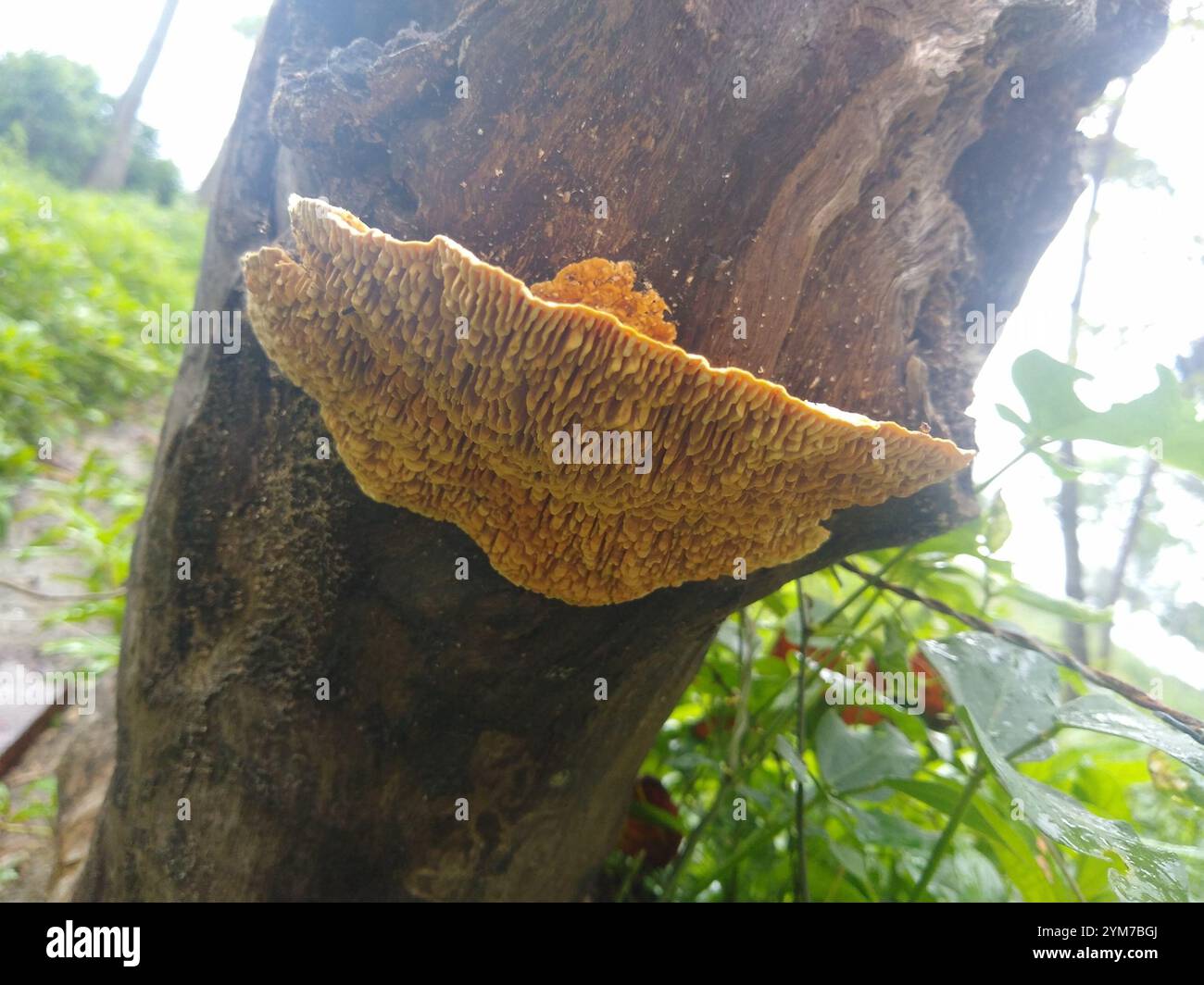 shelf fungi (Polyporales Stock Photo - Alamy