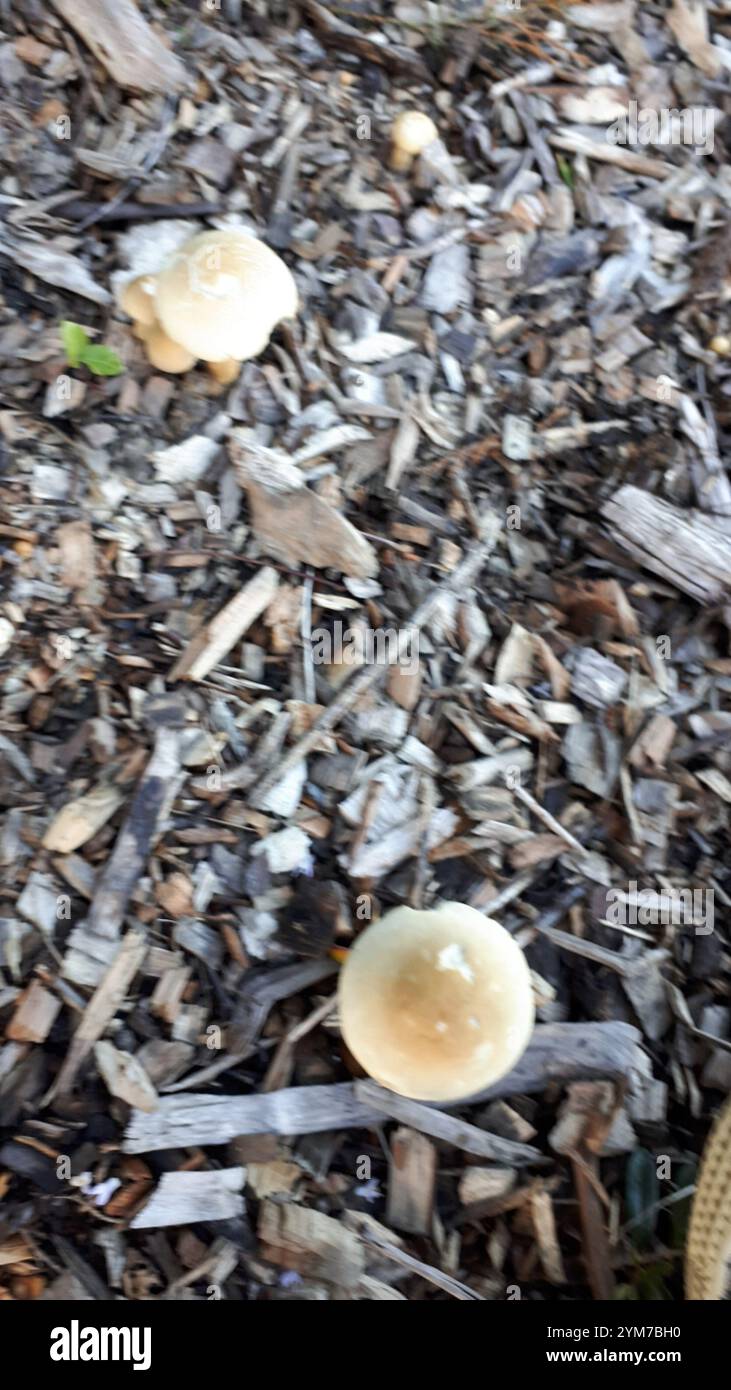 Mulch Fieldcap (Agrocybe putaminum Stock Photo - Alamy