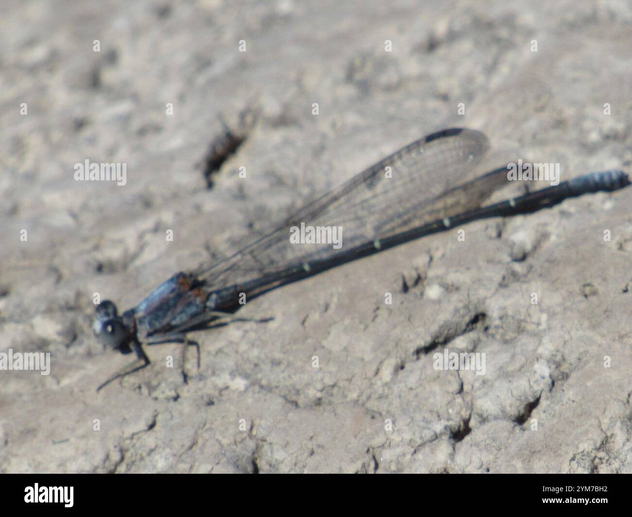 Powdered Dancer (Argia moesta Stock Photo - Alamy