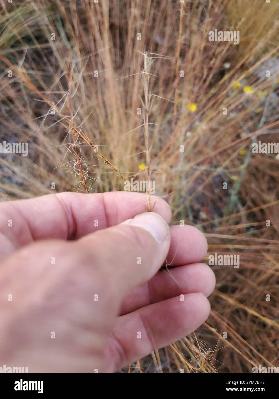 Wire grass (Aristida stricta Stock Photo - Alamy
