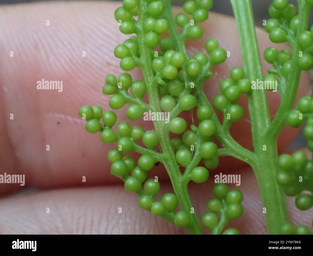 rattlesnake fern (Botrypus virginianus Stock Photo - Alamy