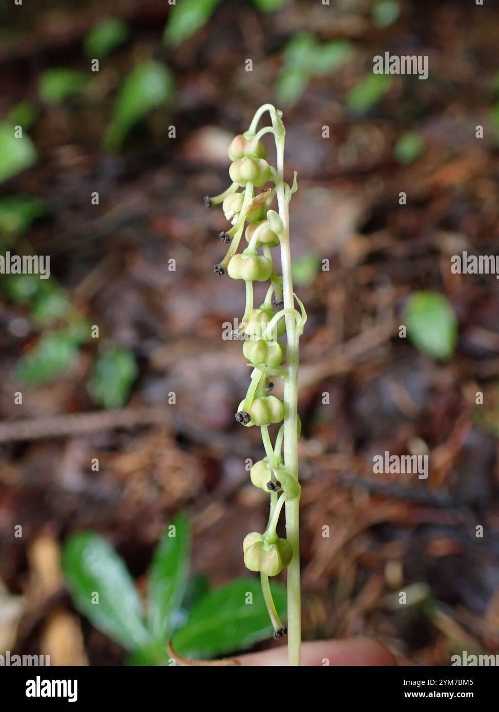 one-sided wintergreen (Orthilia secunda Stock Photo - Alamy