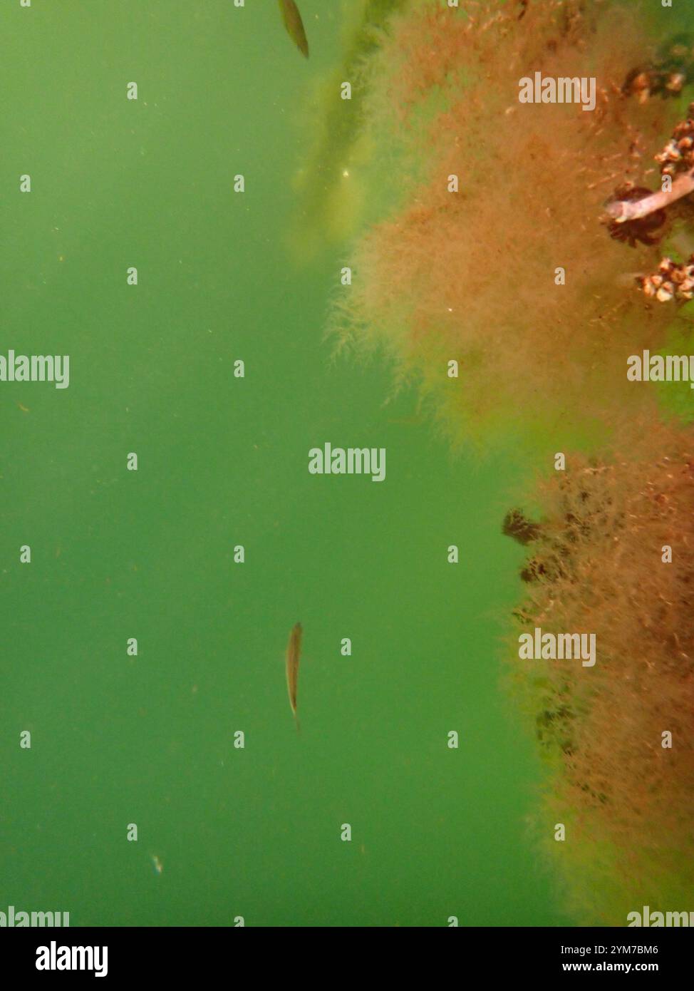 Shiner Surfperch (Cymatogaster aggregata Stock Photo - Alamy