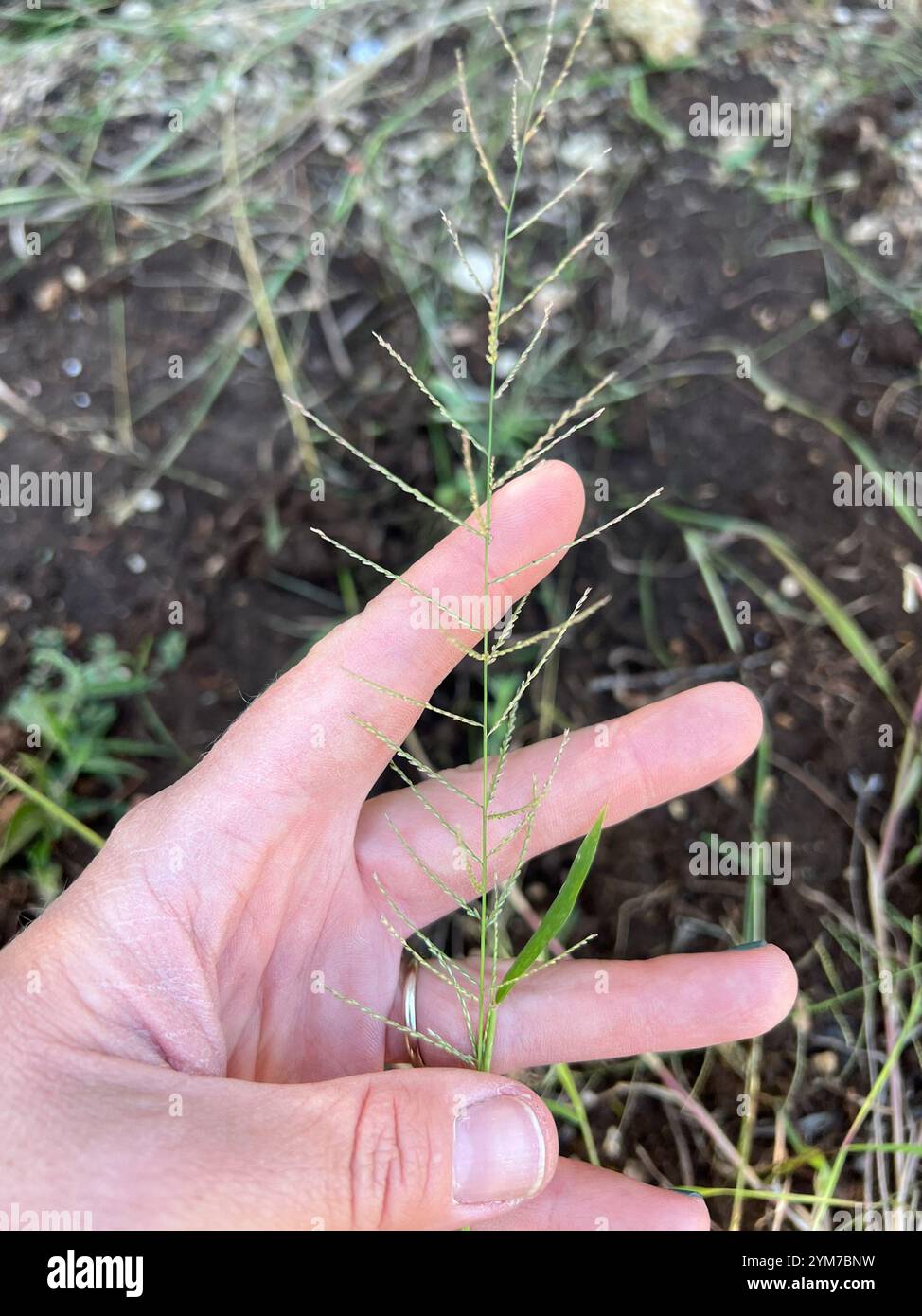 Leptochloa hi-res stock photography and images - Alamy