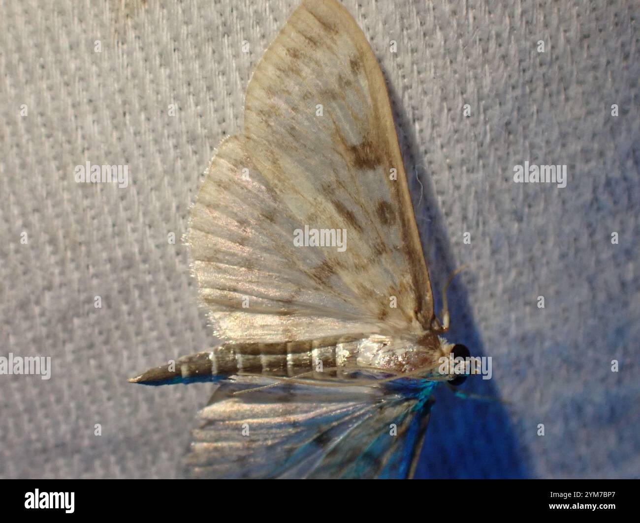 Herpetogramma hi-res stock photography and images - Alamy