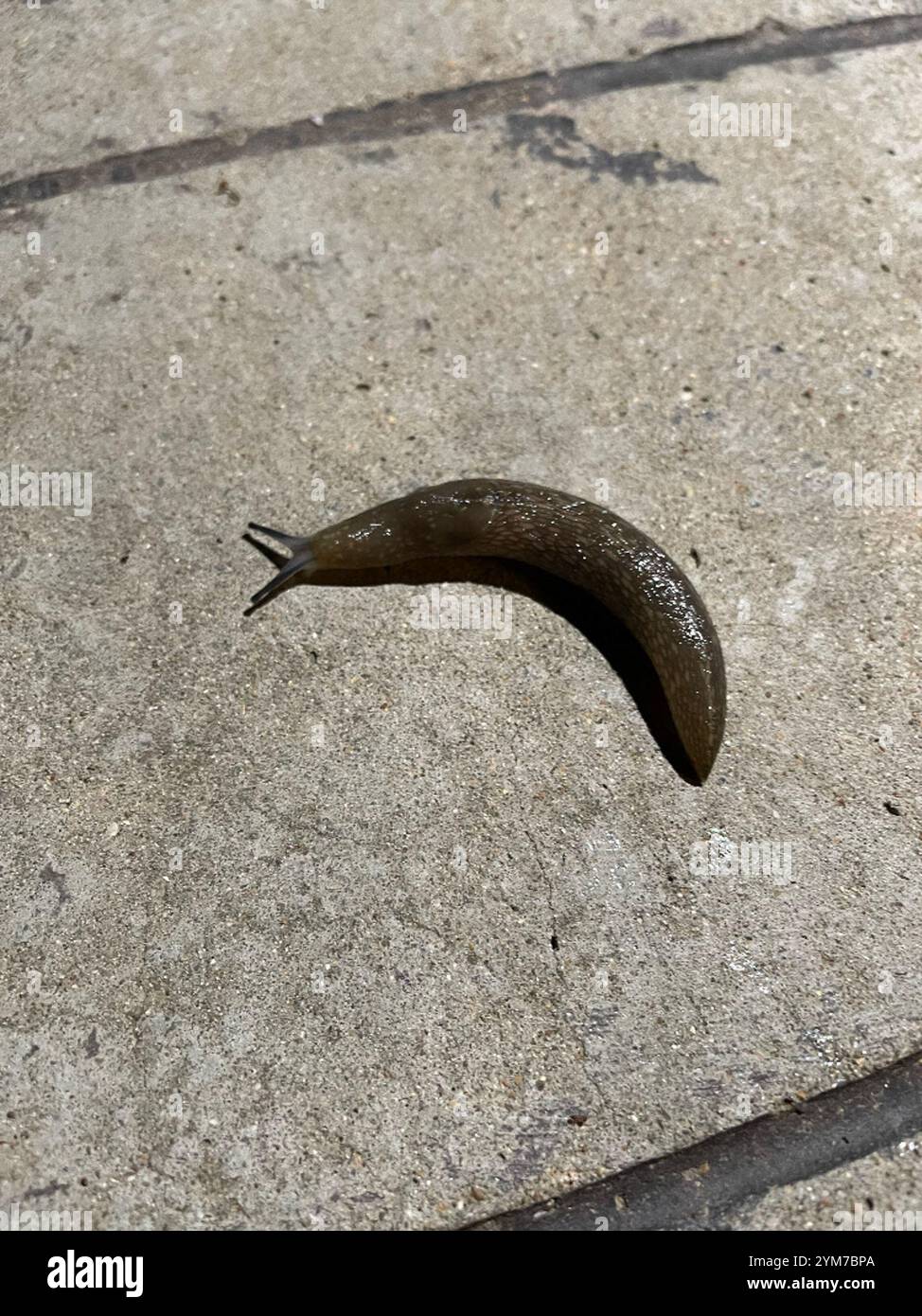 Yellow Cellar Slug (Limacus flavus Stock Photo - Alamy