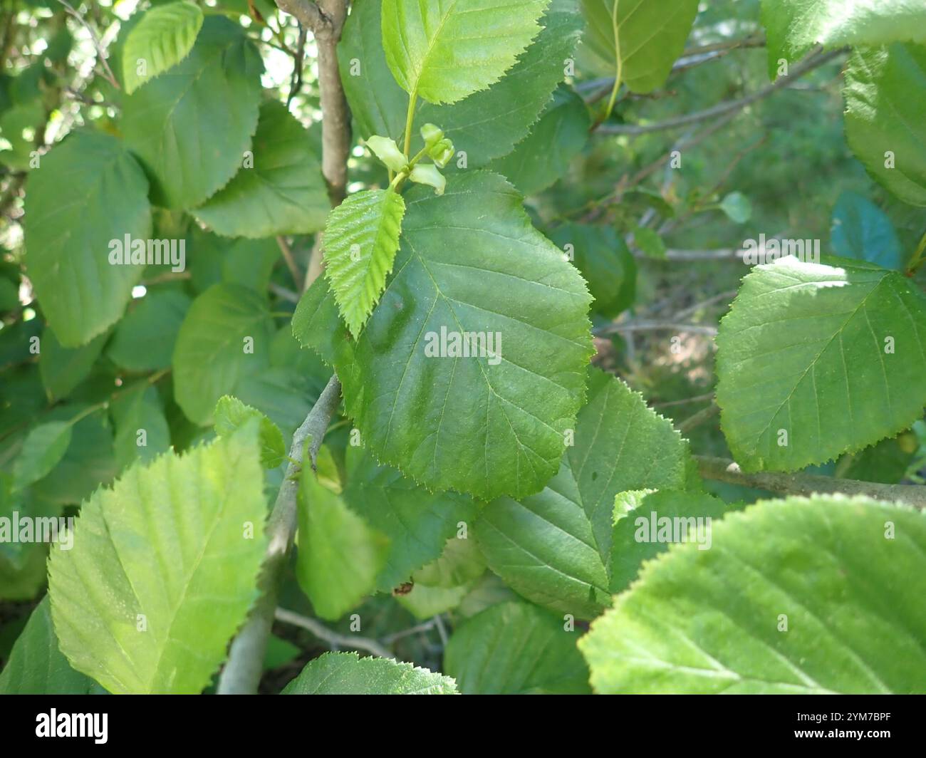 green alder (Alnus alnobetula Stock Photo - Alamy