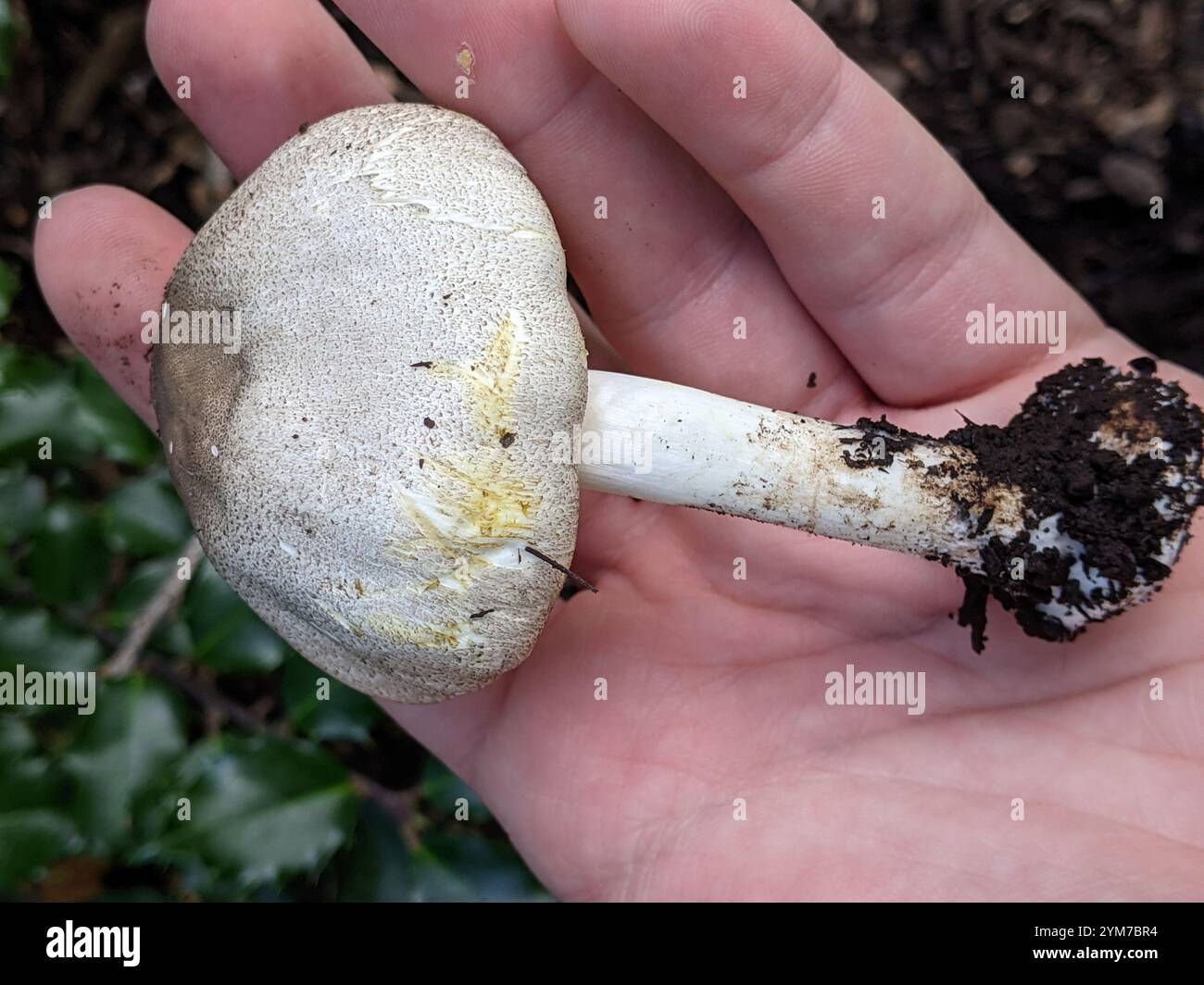Yellow Stainer (Agaricus xanthodermus Stock Photo - Alamy