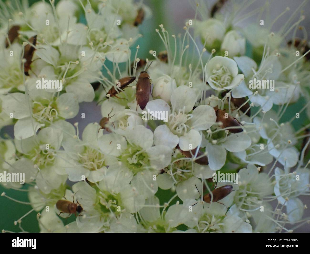 False Flower Beetles (Scraptiidae Stock Photo - Alamy
