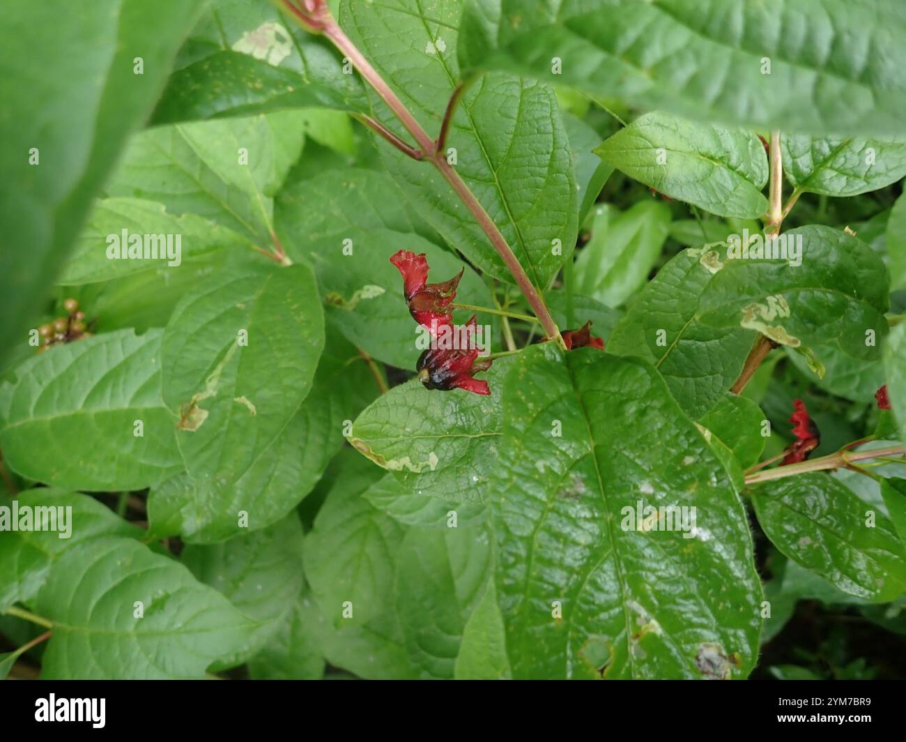 twinberry honeysuckle (Lonicera involucrata Stock Photo - Alamy