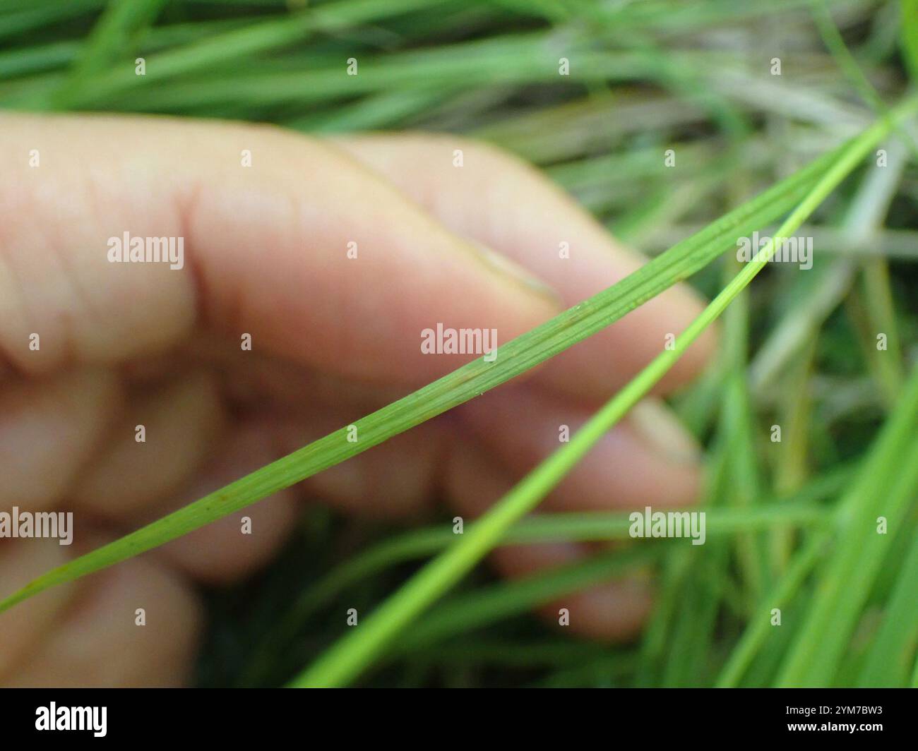 true sedges (Carex Stock Photo - Alamy