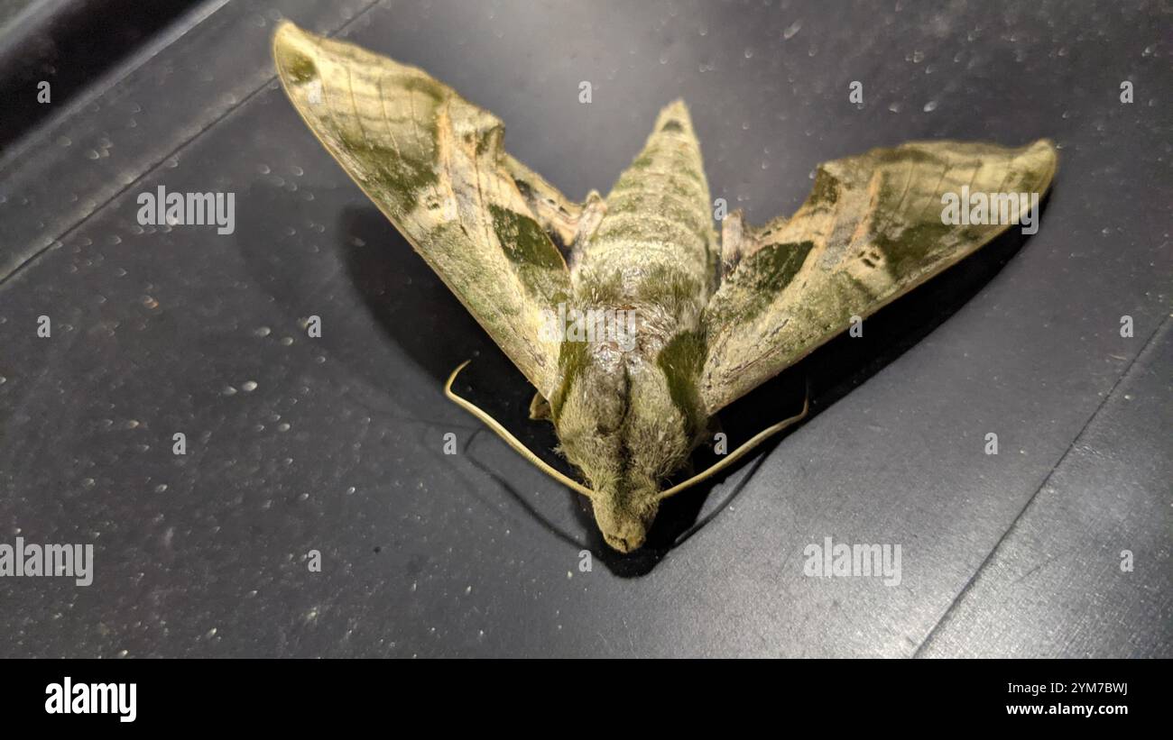 Pandorus Sphinx (Eumorpha pandorus Stock Photo - Alamy
