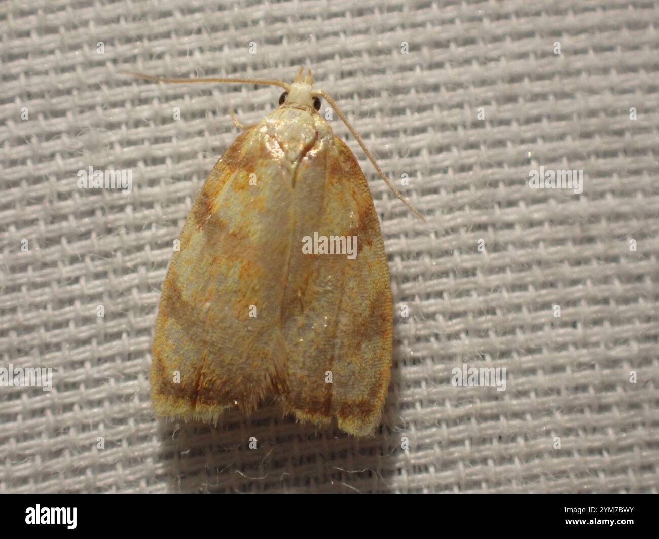 Red-edged Acleris Moth (Acleris albicomana Stock Photo - Alamy