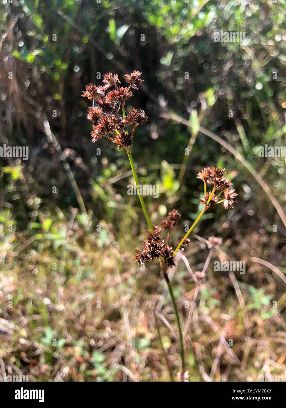 Canada Rush (Juncus canadensis Stock Photo - Alamy