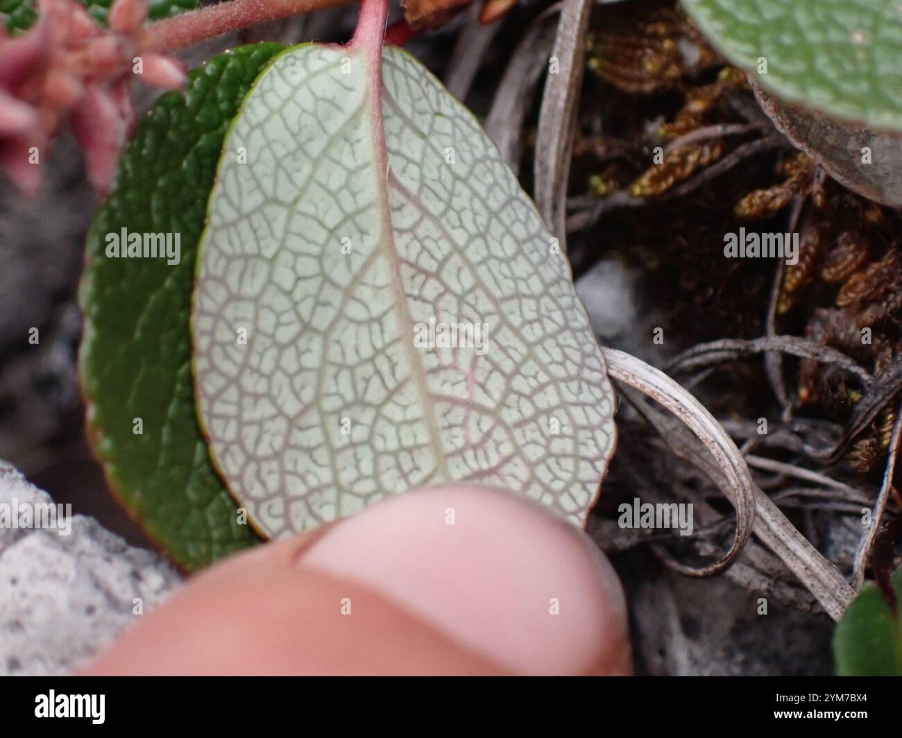 Net-leaved Willow (Salix reticulata Stock Photo - Alamy
