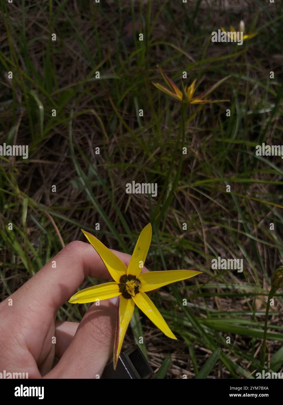 Stars (Pauridia capensis Stock Photo - Alamy