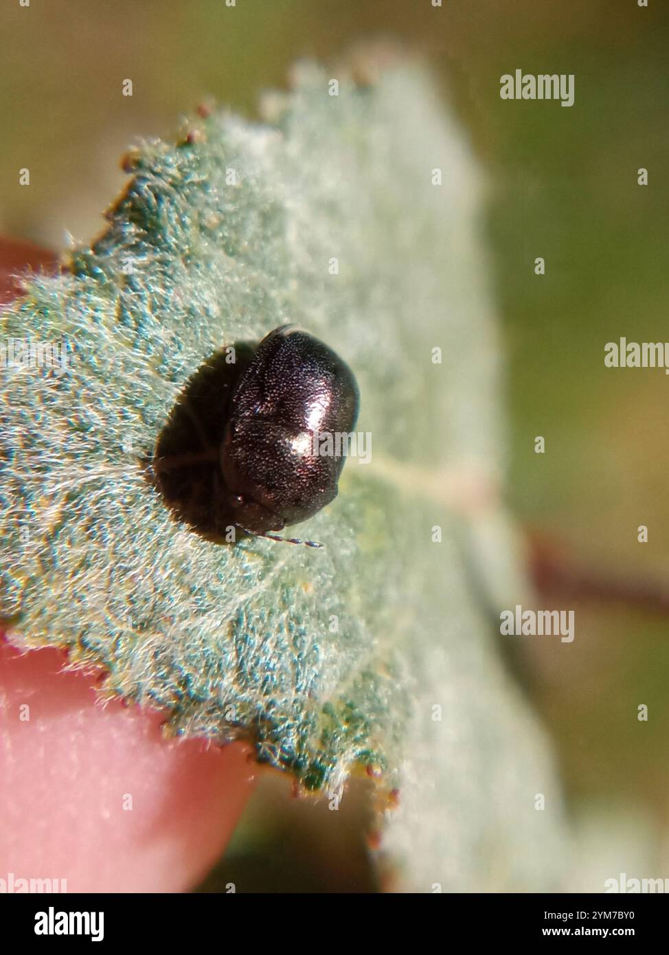 Scarab Shieldbug (Thyreocoris scarabaeoides Stock Photo - Alamy