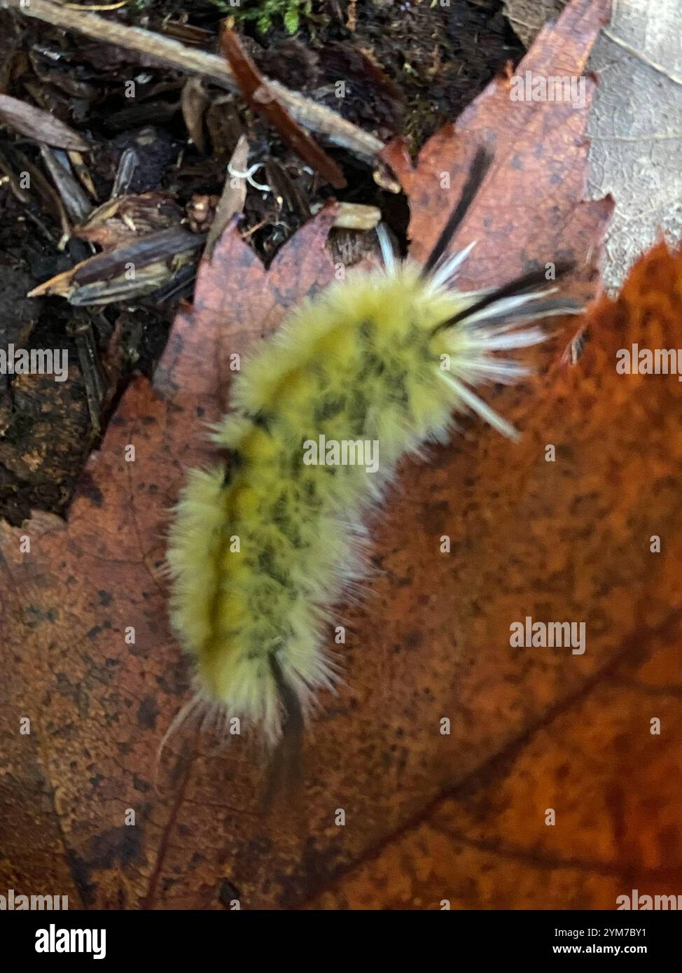 Banded Tussock Moth (Halysidota tessellaris Stock Photo - Alamy