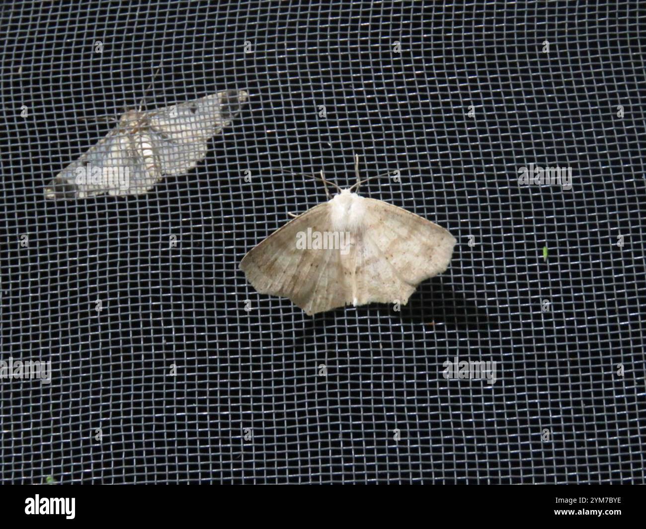 Geometer Moths (Geometridae Stock Photo - Alamy