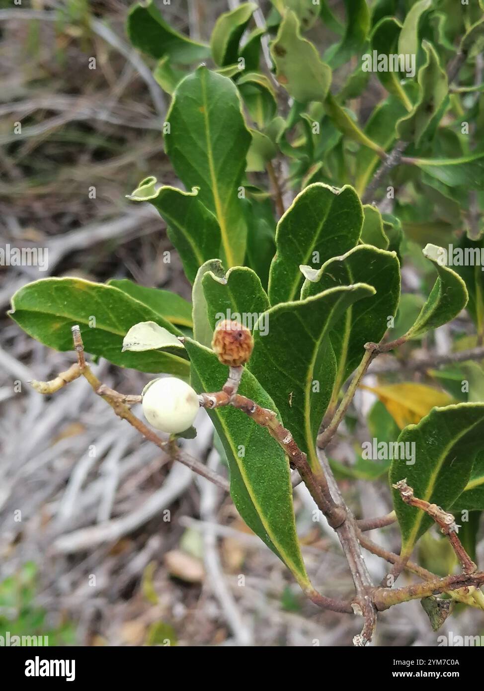 Black Ironwood (Olea capensis Stock Photo - Alamy