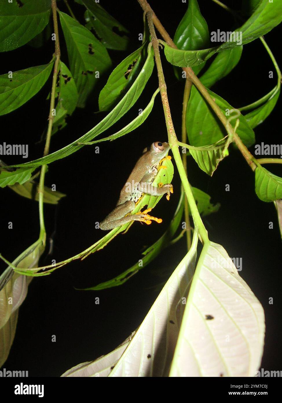 São Tomé Giant Treefrog (Hyperolius thomensis Stock Photo - Alamy