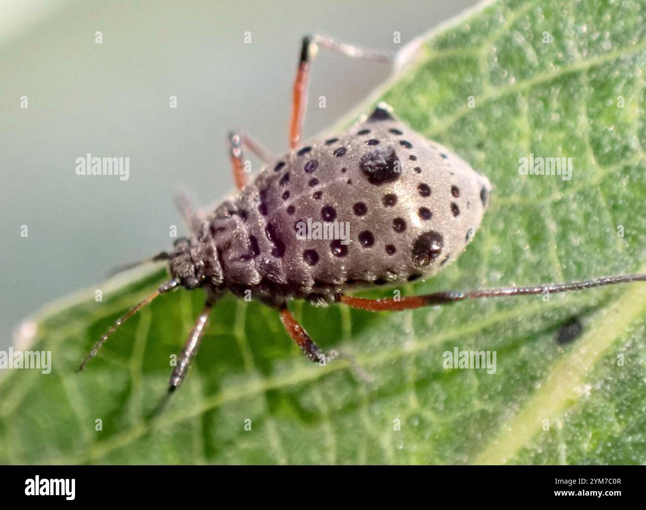 Giant Willow Aphid (Tuberolachnus salignus Stock Photo - Alamy