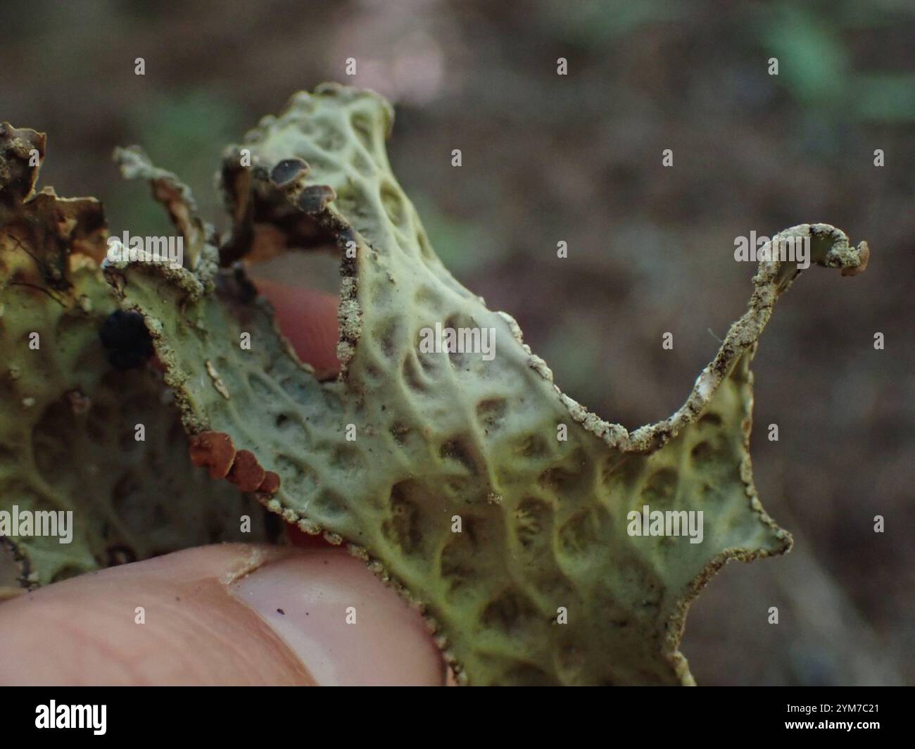 Tree Lungwort (Lobaria pulmonaria Stock Photo - Alamy