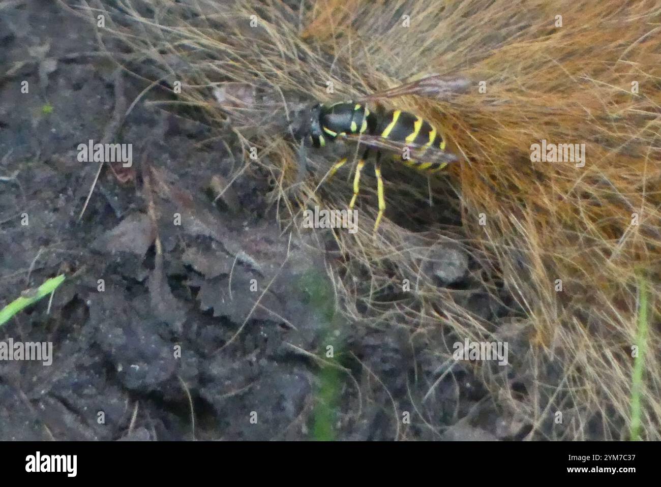 Alaska Yellowjacket (Vespula alascensis Stock Photo - Alamy