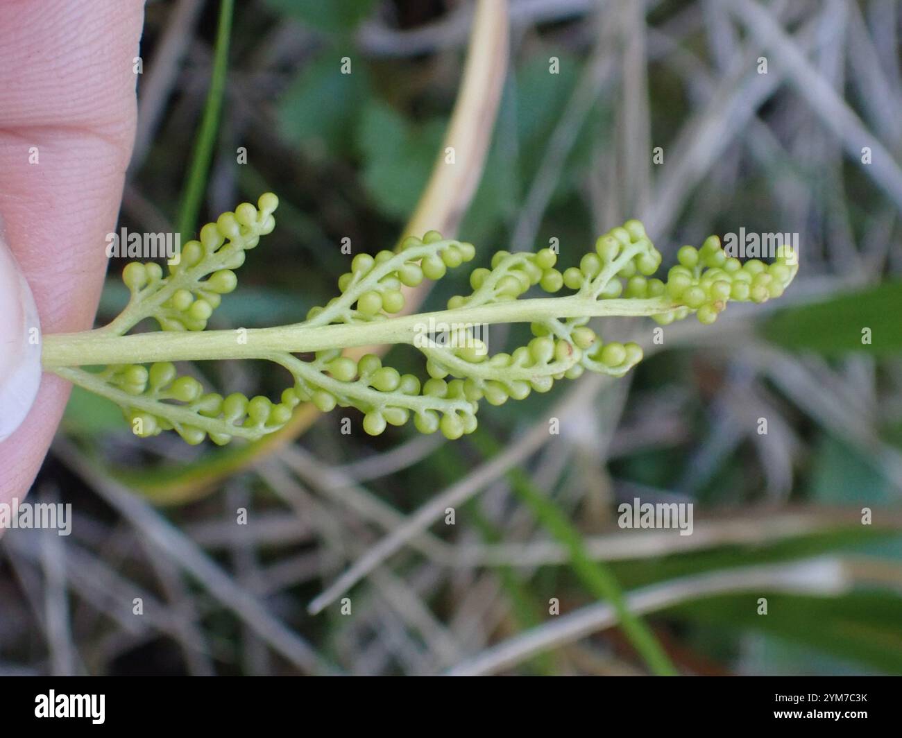 rattlesnake fern (Botrypus virginianus Stock Photo - Alamy