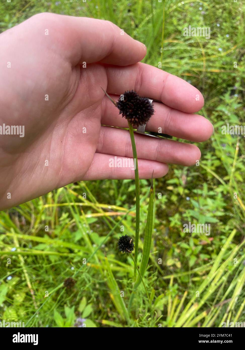 dagger rush (Juncus ensifolius Stock Photo - Alamy