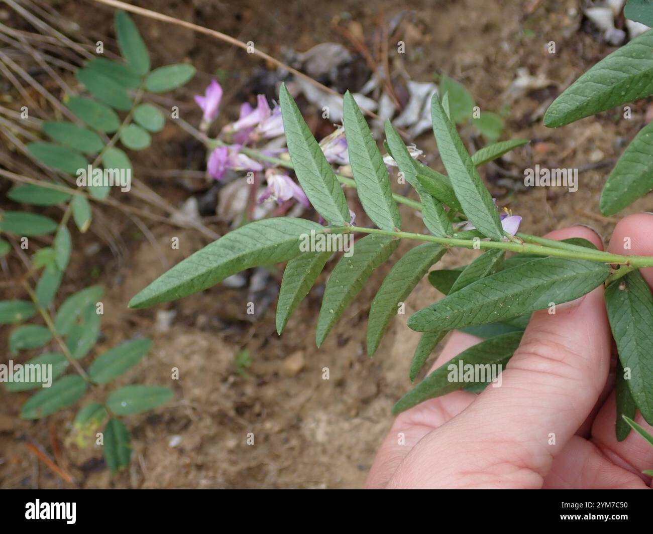 Alpine Sweet-vetch (Hedysarum alpinum Stock Photo - Alamy