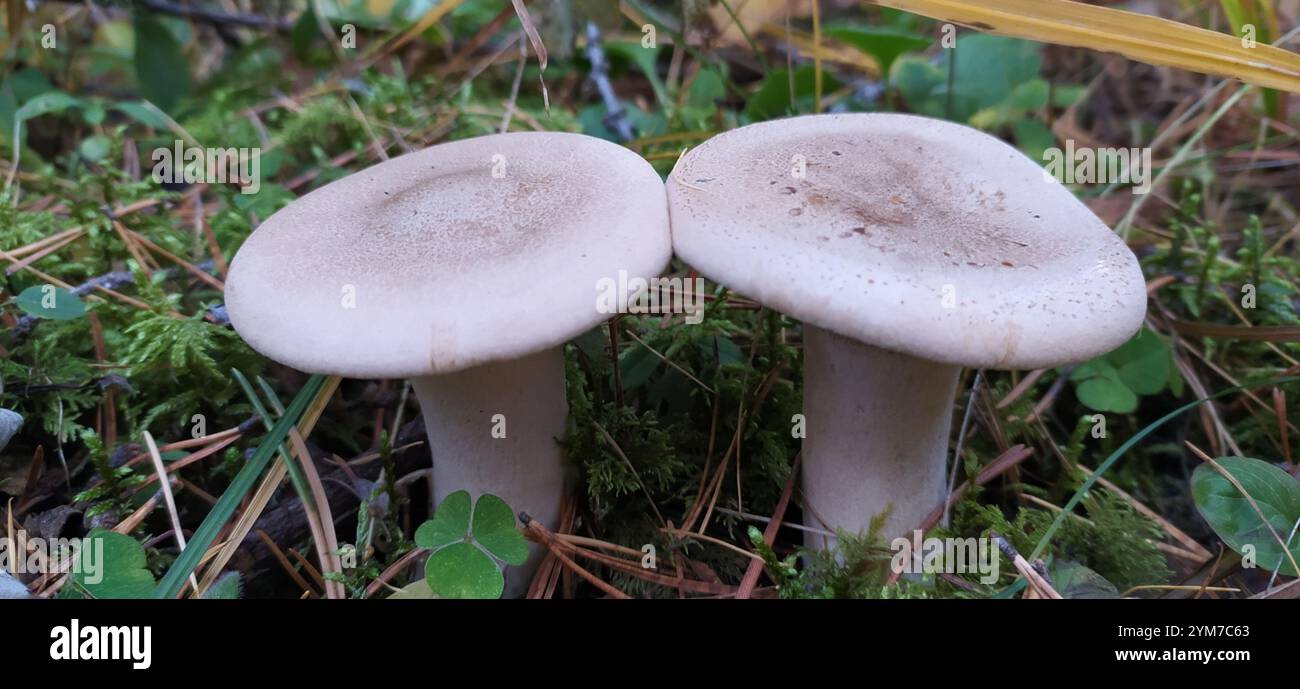 Trooping Funnel (Infundibulicybe geotropa Stock Photo - Alamy