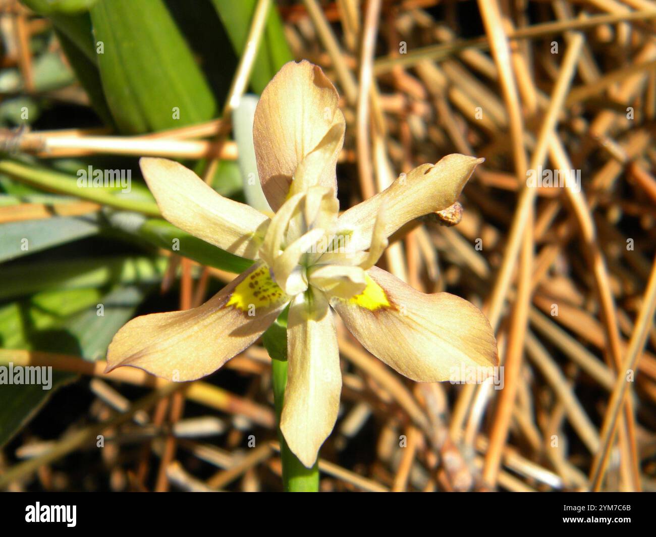 Buff Clockflower (Moraea vegeta Stock Photo - Alamy