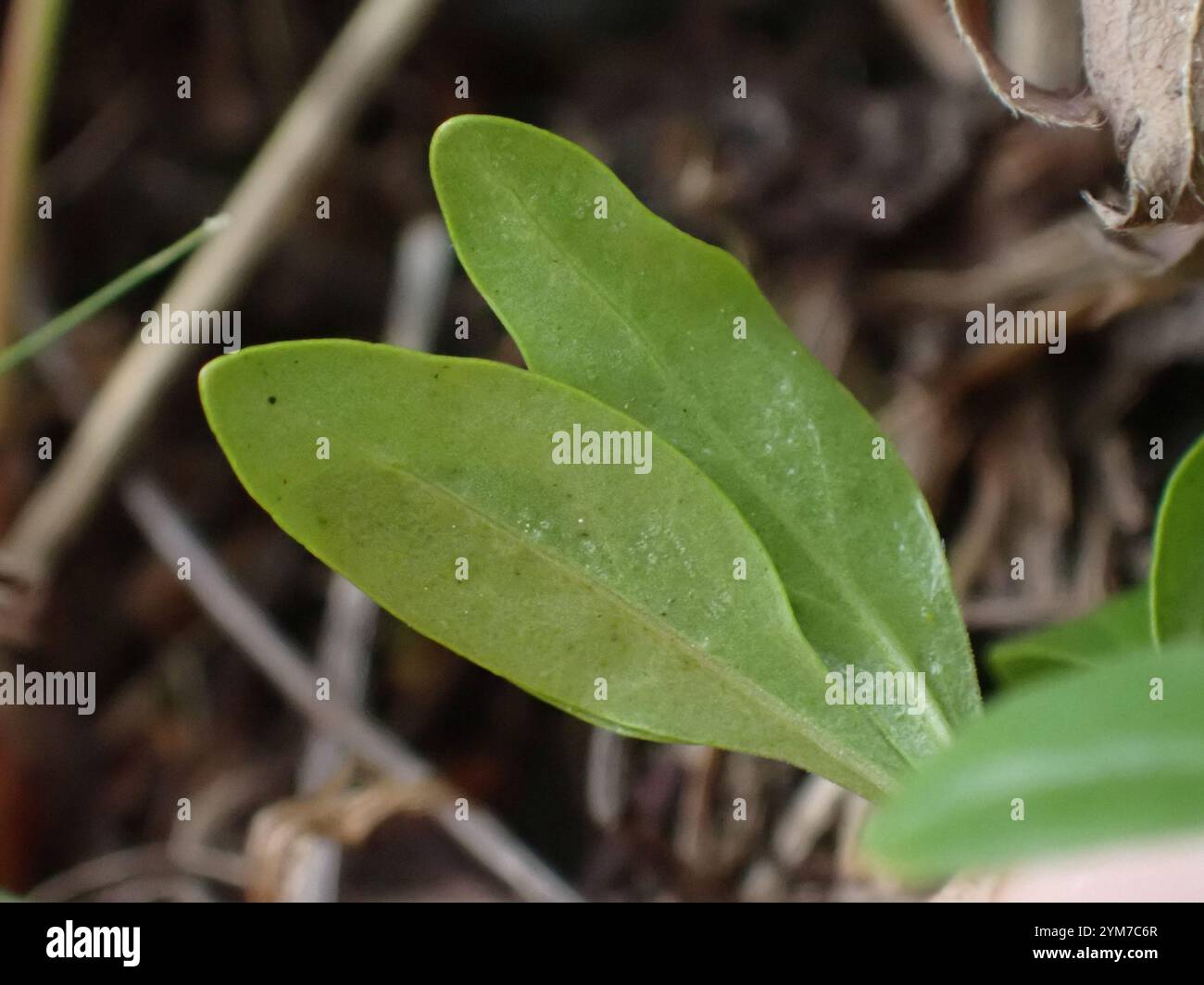 vascular plants (Tracheophyta Stock Photo - Alamy