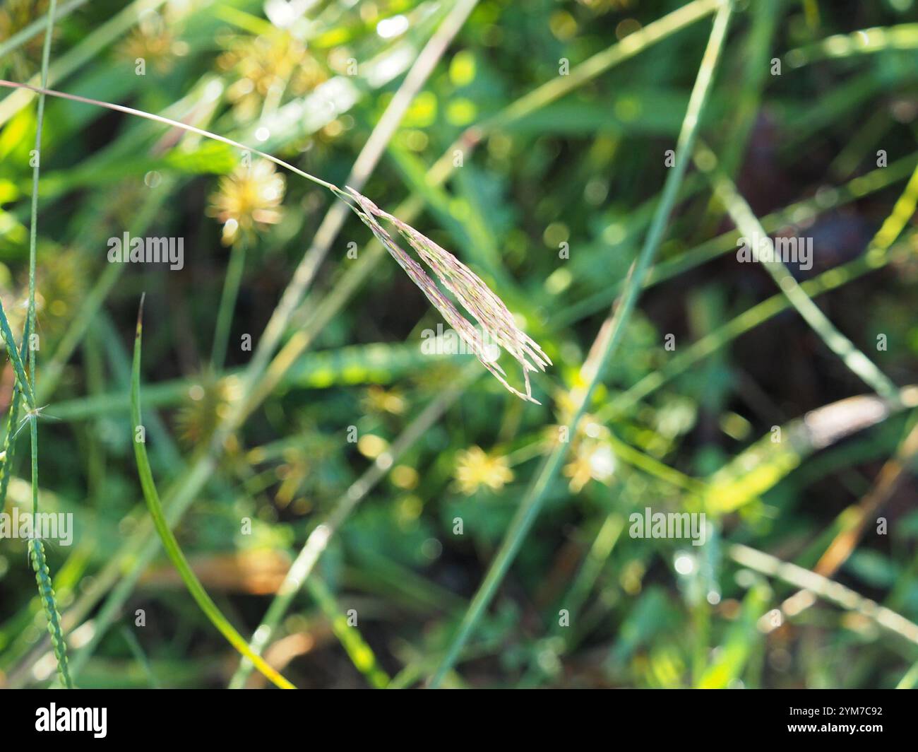 Carpetgrass hi-res stock photography and images - Alamy