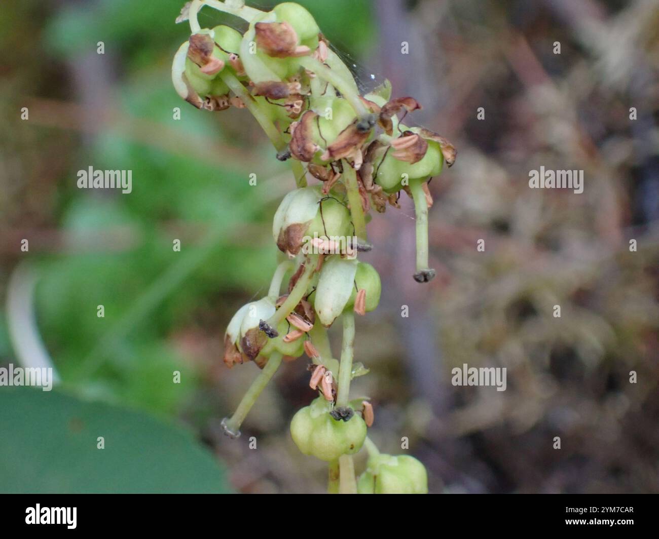 heath family (Ericaceae Stock Photo - Alamy