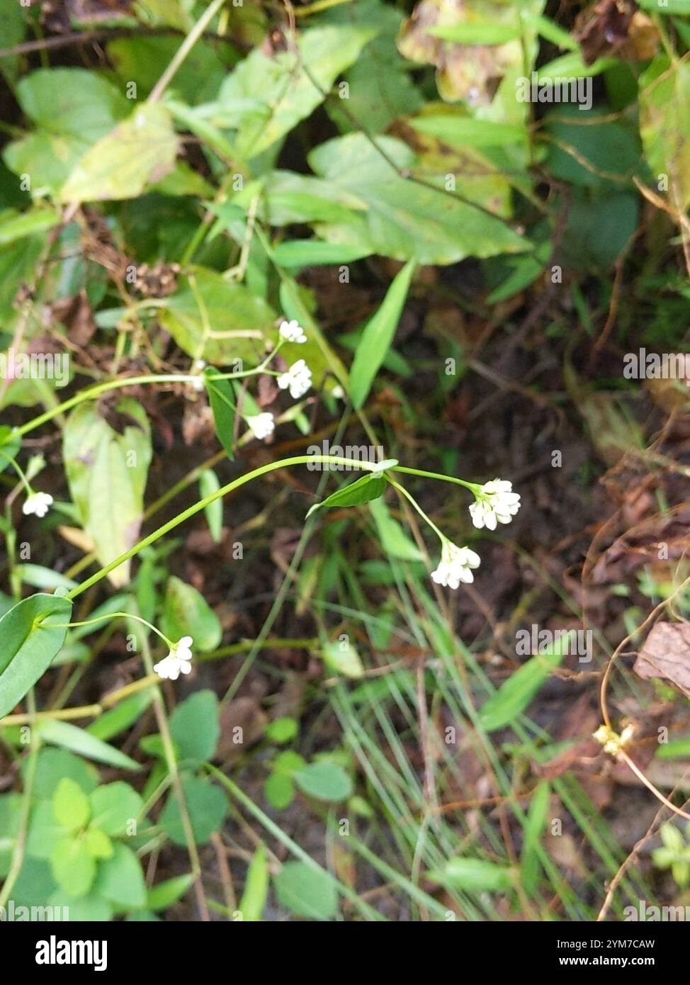 arrow-leaved tearthumb (Persicaria sagittata Stock Photo - Alamy