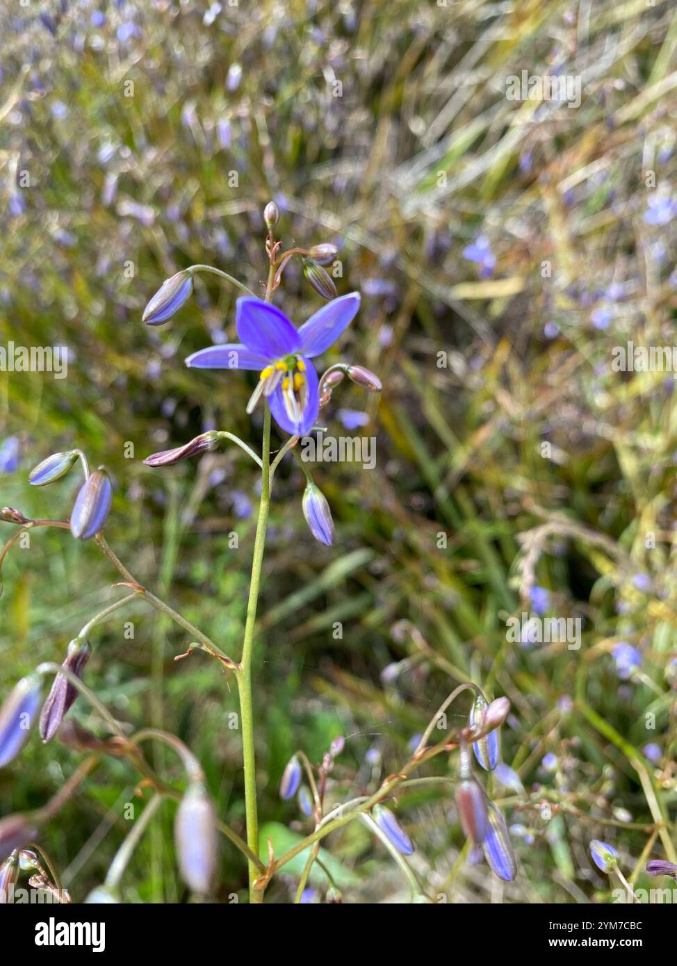 Blueberry Lily (Dianella revoluta Stock Photo - Alamy
