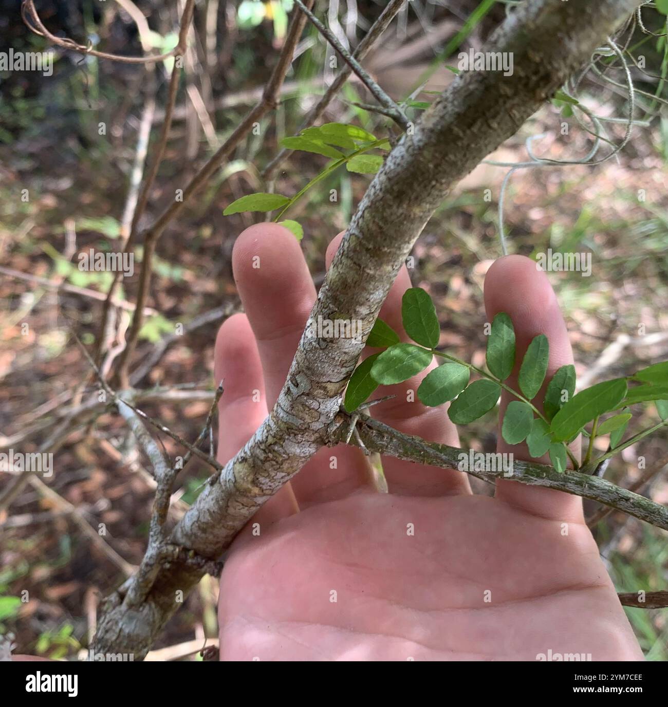 Water locust (Gleditsia aquatica Stock Photo - Alamy