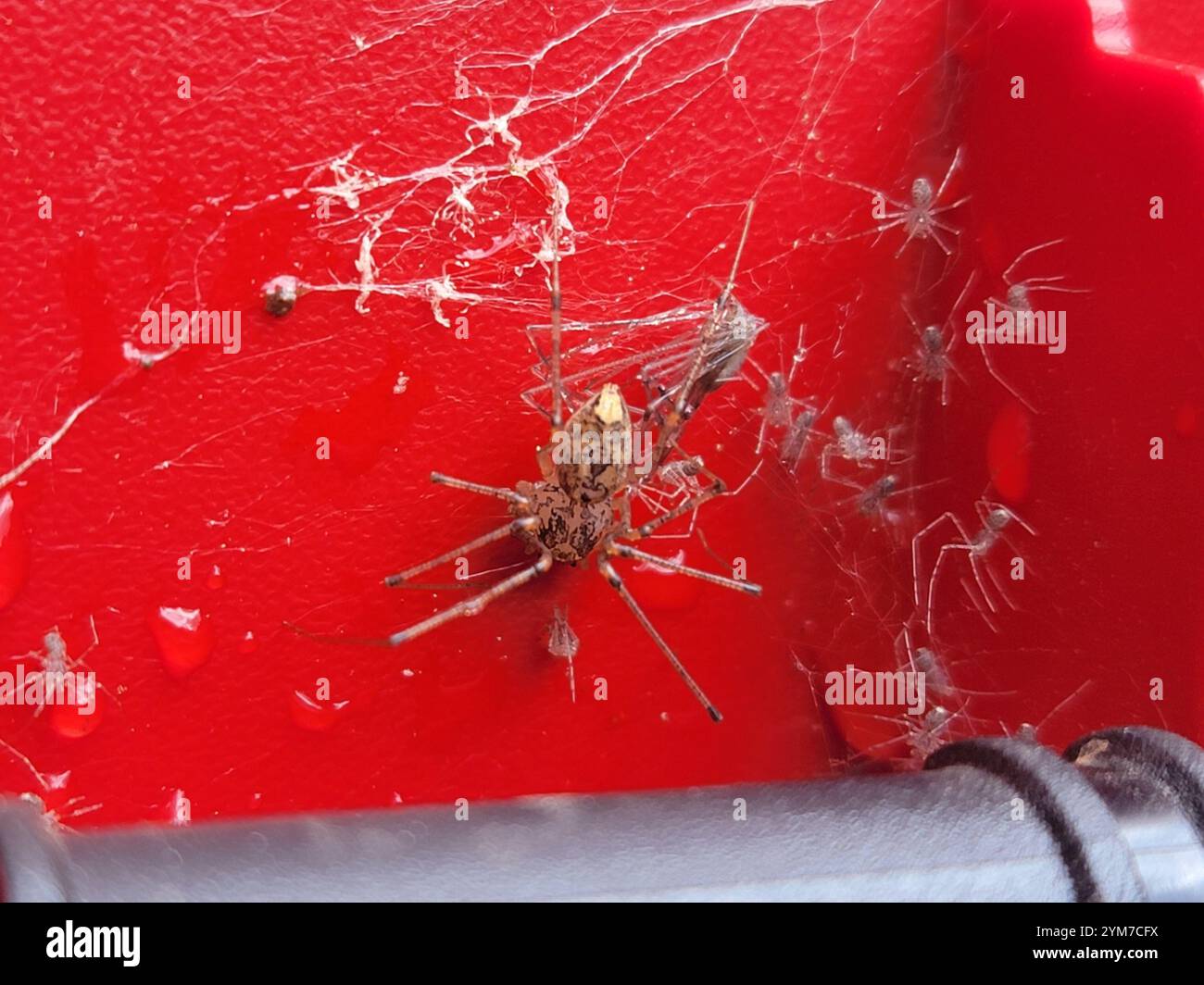 Scytodes hi-res stock photography and images - Alamy