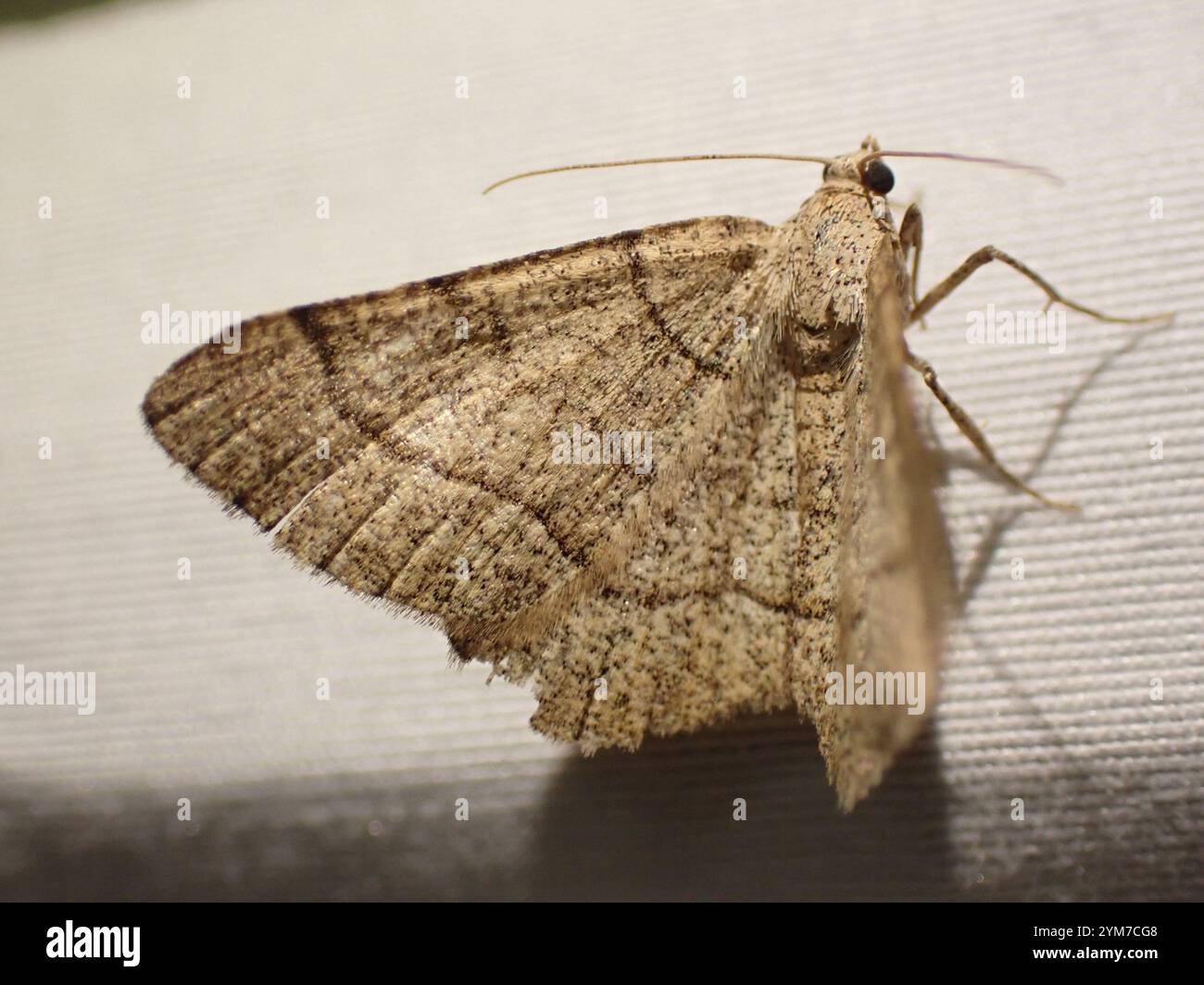 Geometer Moths (Geometridae Stock Photo - Alamy