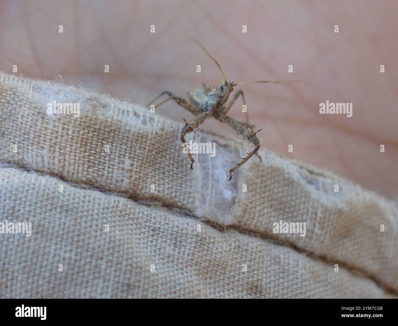 Sinea hi-res stock photography and images - Alamy