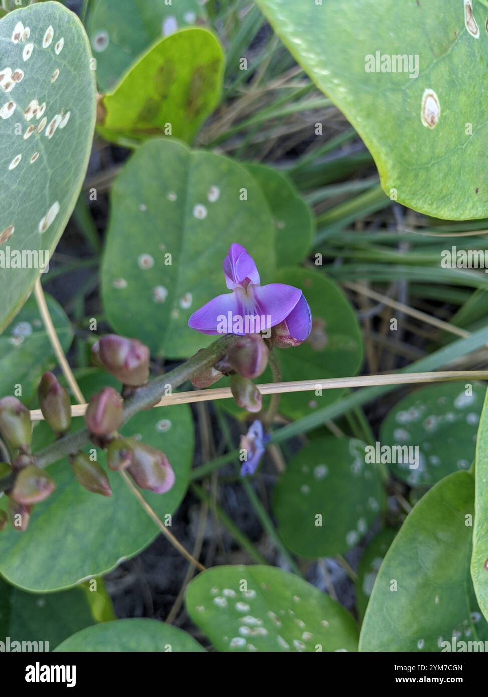 Canavalia rosea beach bean hi-res stock photography and images - Alamy