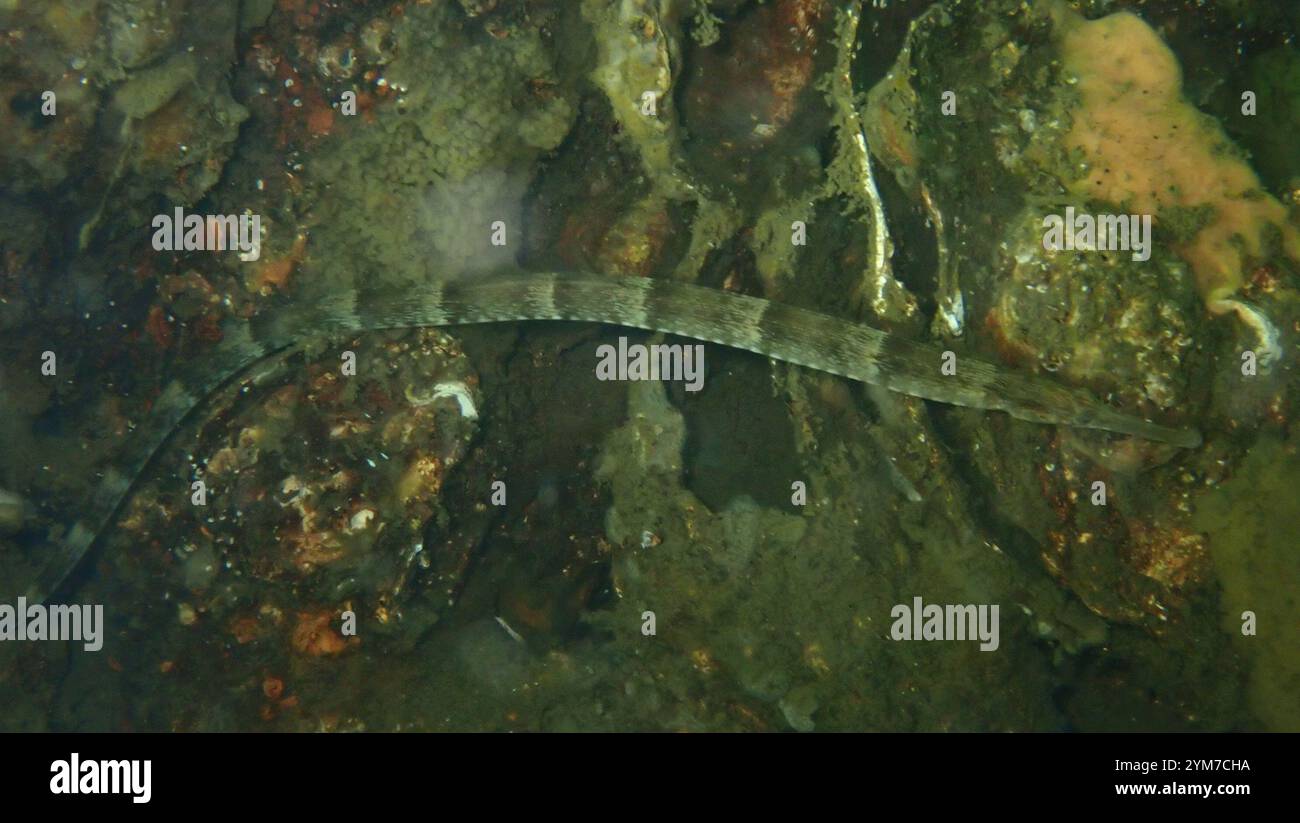 Greater Pipefish (Syngnathus acus Stock Photo - Alamy