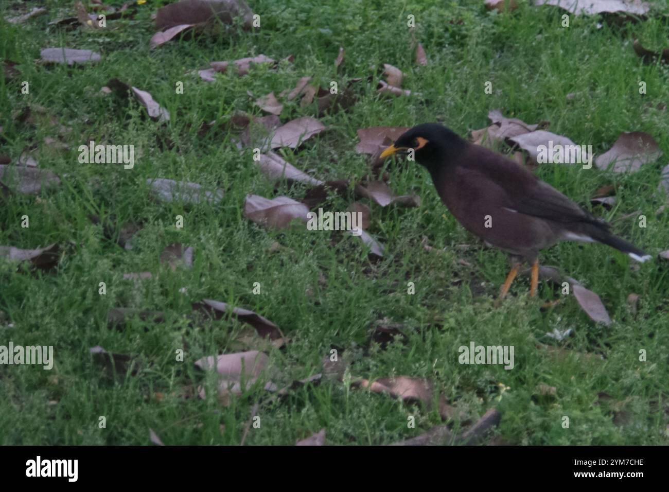 Common Myna (Acridotheres tristis Stock Photo - Alamy
