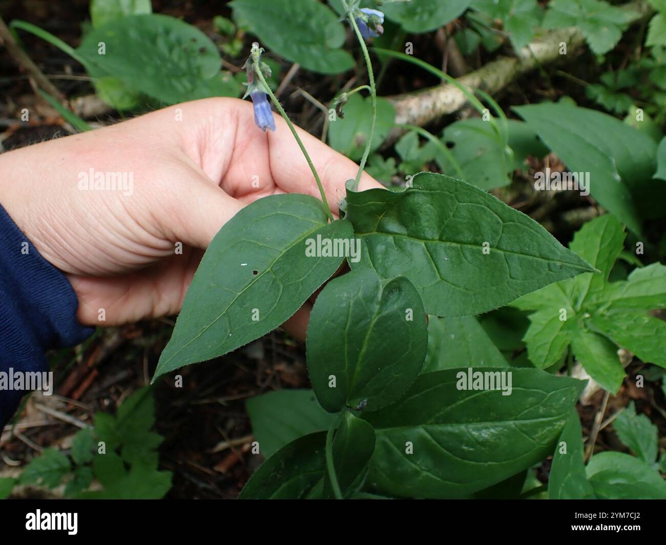 Tall Bluebell (Mertensia paniculata Stock Photo - Alamy
