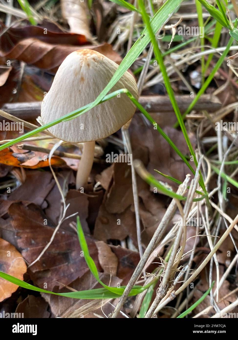 Tall Psathyrella (Psathyrella longipes Stock Photo - Alamy