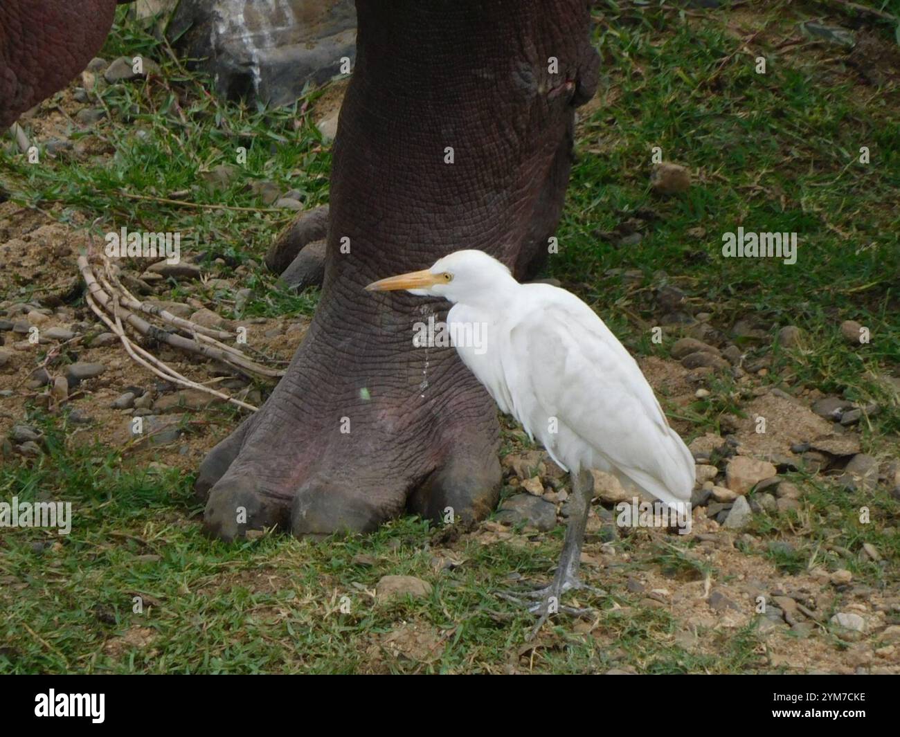 Western Cattle-Egret (Ardea ibis Stock Photo - Alamy